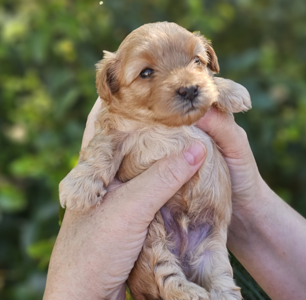 Walker - Crimson Desert Doodles